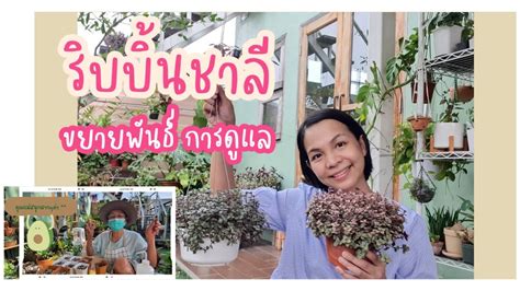 ริบบิ้นชาลี ขยายพันธ์ การดูแลริบบิ้นชาลี ริบบิ้นชาลี Youtube