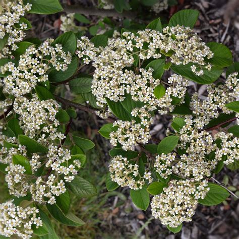 Cotoneaster Milkflower Buy Cotoneaster Milkflower Cotoneaster Lacteus
