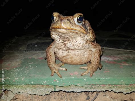 The Cane Toad Rhinella Marina Also Known As The Giant Neotropical