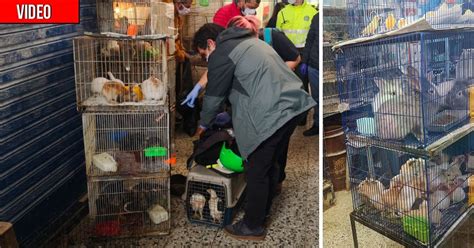 La Plaza De Mercado De Bogotá Donde Se Consiguen Tigrillos Rayas De