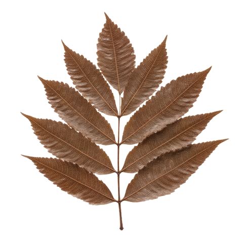 Orchard Pecan Leaf With Even Pinnate Structure And Nut Crop Connection