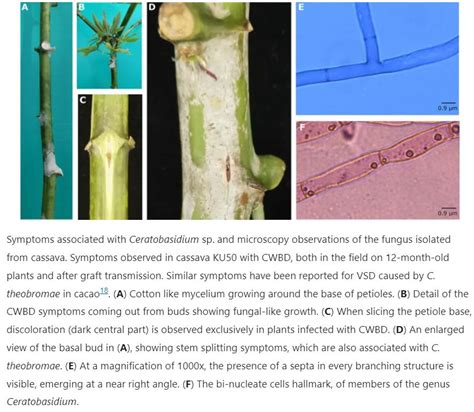 Alliance Of Bioversity International And Ciat On Linkedin Cassava