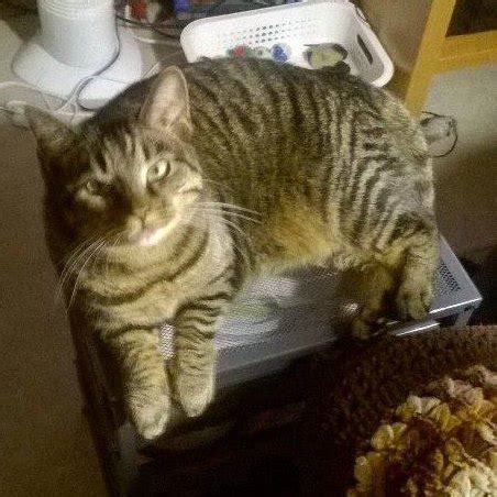 Adult SSD Shared Web Hosting