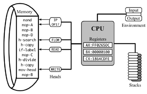 Mô Hình Độ Phức Tạp Complexity Models Trần Ngọc Minh