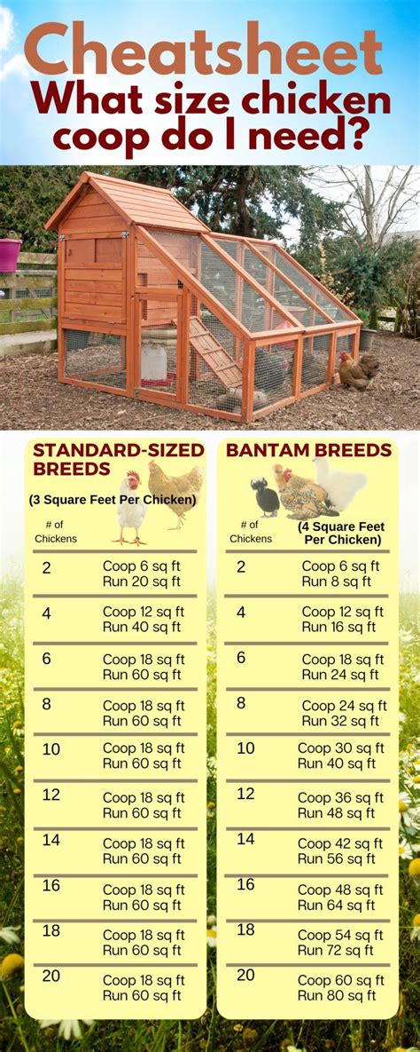 What To Know About Starting A Chicken Coop At Sarah Rachel Blog