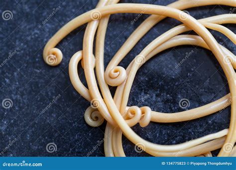 Ascaris Roundworm