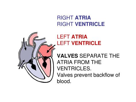 The Human Heart Ppt Download