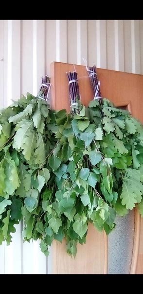 Веники свежие березовые цена 130руб.за пару,дубовые 170руб. пара ...