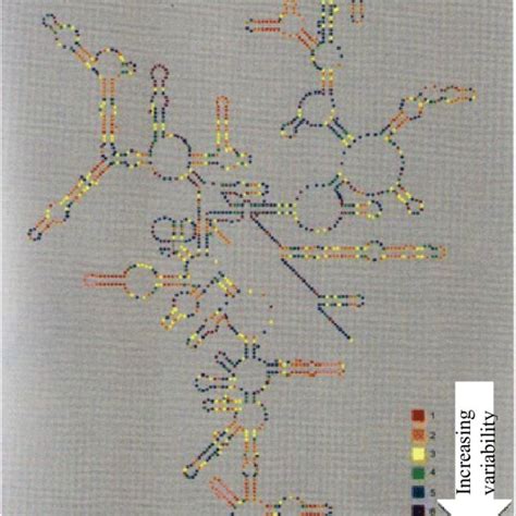 Secondary Structure Of The 16s Rrna Of E Coli Showing Conserved And Download Scientific