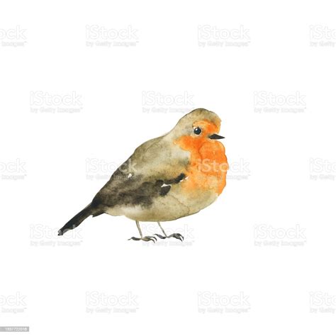 흰색 배경에 고립 된 로빈 새 수채화 손 그리기 그림 젖은 스타일 아쿠아렐 귀여운 겨울 회색과 오렌지 새 인쇄 카드 포스터에 적합합니다 수채화에 대한 스톡 벡터 아트 및