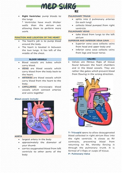 Solution Medical Surgical Anatomy Of Heart Respiratory System Ecg