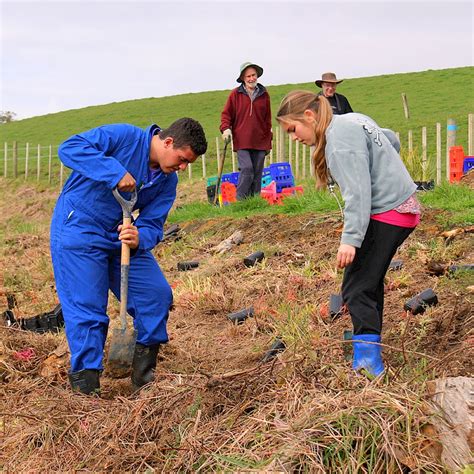 Matai • Tānes Tree Trust