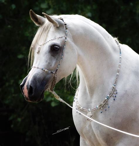 Sonrisa Farms The Lovely Aishah Liliyah Donatello Ka X Facebook