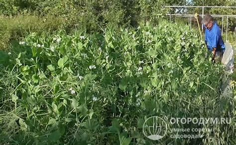 Горох как сидерат: когда сеять и когда закапывать, плюсы и минусы, фото ...