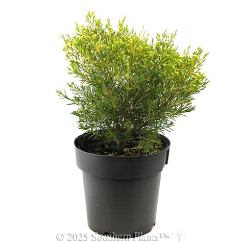 Chamelaucium Tiny Dancer 180mm Southern Plants