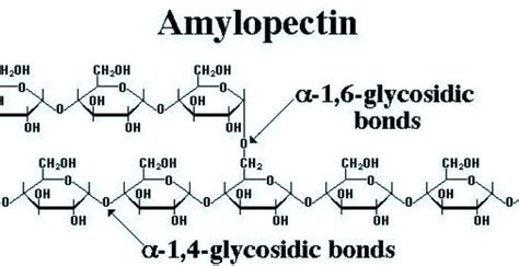 Amylose Vs Amylopectin Structure