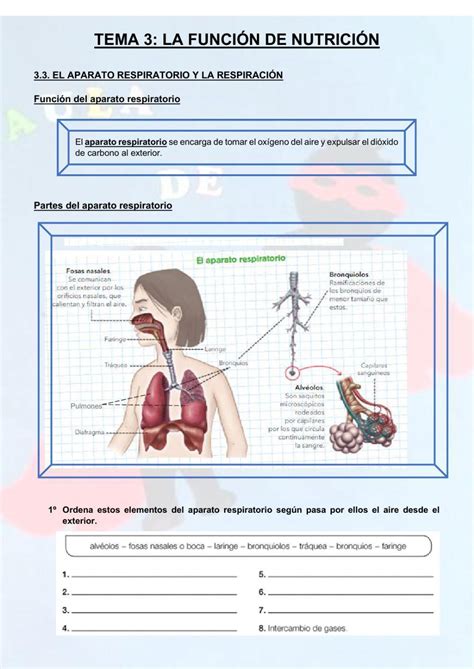 Aparato Respiratorio Interactive Worksheet Live Worksheets 44 Off