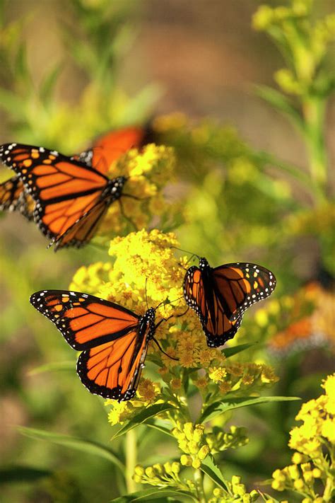 Monarchs Photograph By Karol Livote Fine Art America