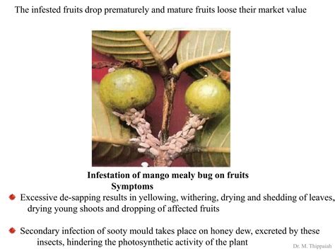 Insect Pests Of Guava And Control Pdf