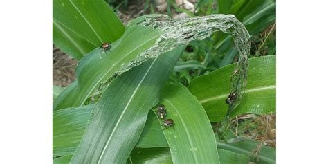 Japanese Beetles Emerging In Corn Soybean Morning Ag Clips