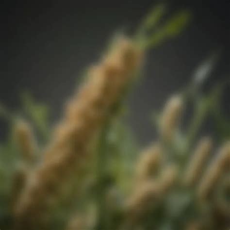 Understanding The Genetic Modification Of Soybeans