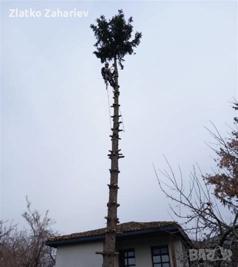 Кастрене оформяне укрепване и премахване на дървета в Други услуги в гр Варна Id39864280