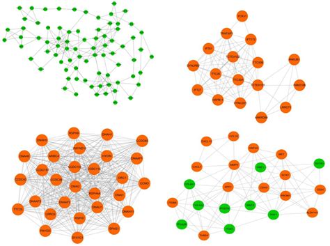 Ppi Network For Degs In Cpam Genes In Orange Circles Indicate