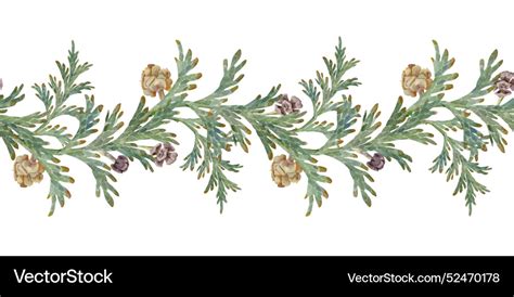 Juniper Thuja Evergreen Conifer Branches Vector Image
