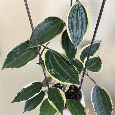 Hoya Macrophylla Care Secrets Grow Giant Gorgeous Leaves Hoyaplantcare