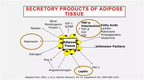Adipose Tissue As An Endocrine Organ PPTX