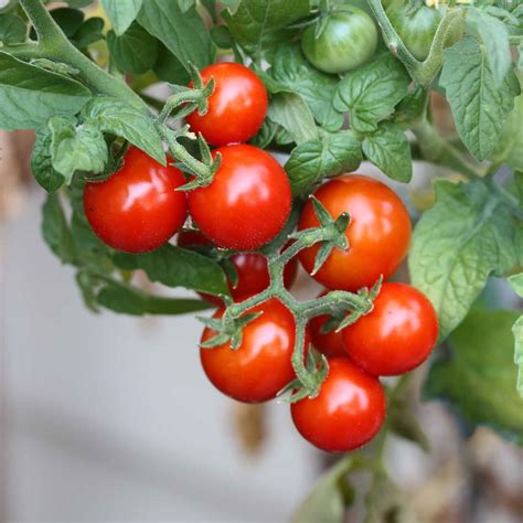 Vegetables Archives Page 2 Of 2