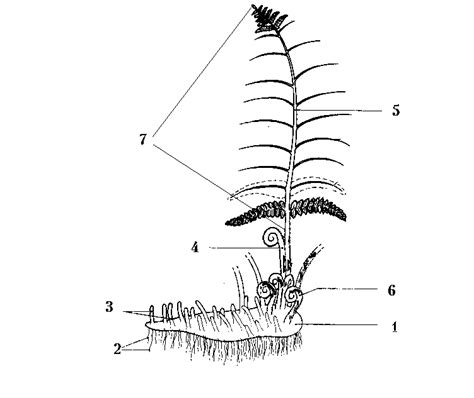 Вчитель географії біології Герасимчук Світлана Миколаївна 6 клас карантин Будова папоротей