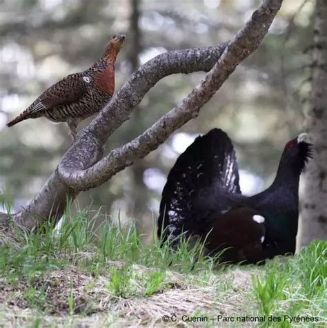 Fiche Espèce Grand Tétras Coq Lobservatoire Du Parc National Des