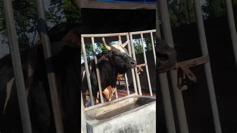 গো প্রজনন কেন্দ্র সাভার ঢাকা Youtube