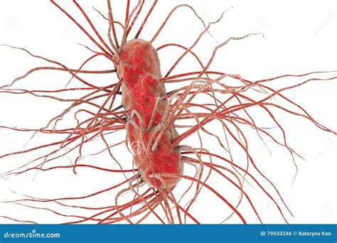 Escherichia Coli Bacterium Stock Illustration 79933246