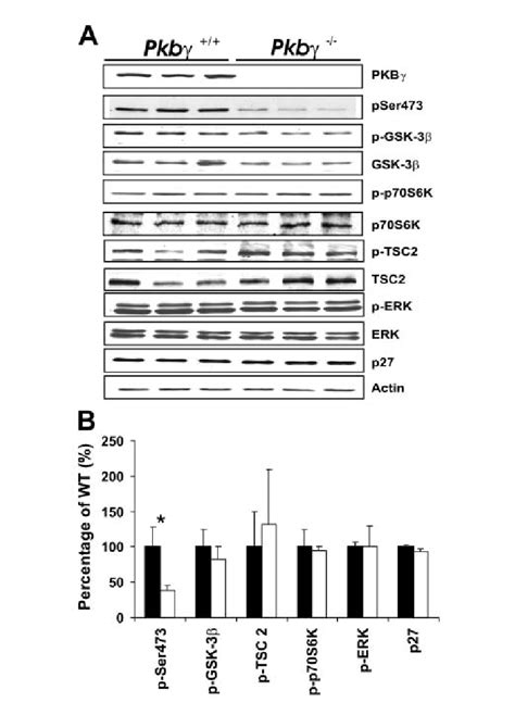 Phospho Western Blot Analysis Of Brains From Pkbγ Mutant Mice A