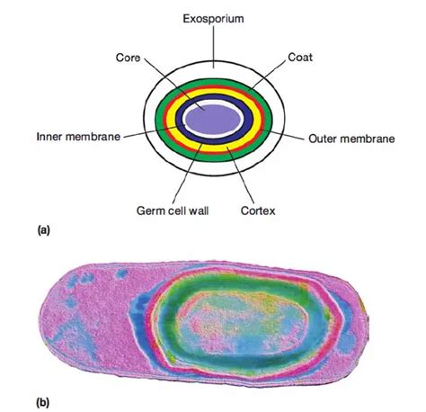 Endospore Definition Formation Germination Structure Resistance Biology Notes Online