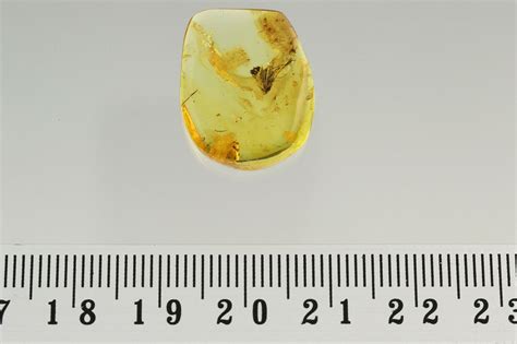 Hq Pic 191111 Rare Root Eating Beetle Monotomidae Genuine Baltic Amber