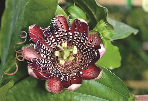 Passiflore Bo Végétal