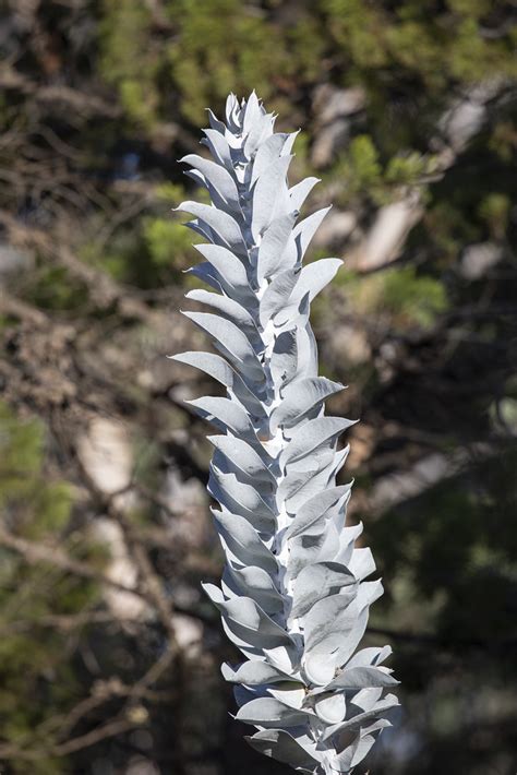 Mottlecah Eucalyptus Macrocarpa Dryandra Wa Anttanager Flickr
