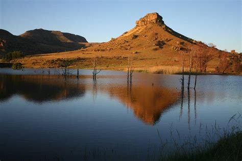 Arpa Guest Farm Freestate South Africa Buffalo Herd In South Africa