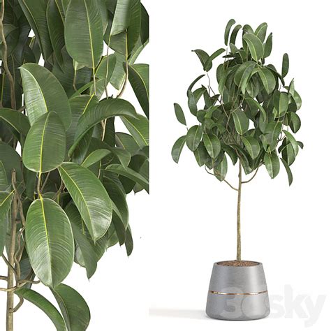Ficus Elastica Plant 02 Indoor 3d Model