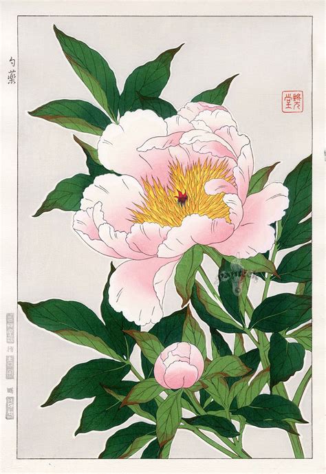 Peony From Shodo Kawarazaki Spring Flower Japanese Woodblock Prints Japanese Drawings