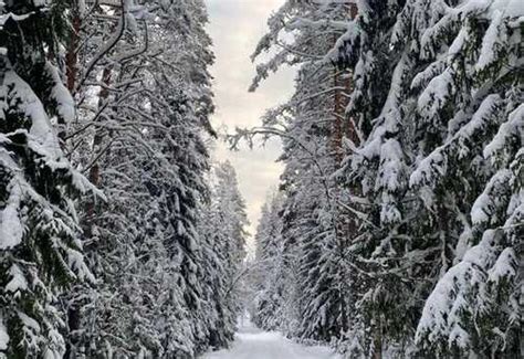 Цветной струйный принтер Canon Pixma Mx494 Festimaru частные