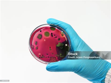 과학자 테스트 에셰리치아 대장균 아가와 문화는 금속 녹색 광택 식민지를 보여줍니다 흰색 배경에 분리 니트릴 장갑과 손에 잡고