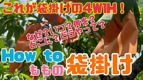 103 初心者必見桃の袋掛けを簡単解説袋掛け YouTube