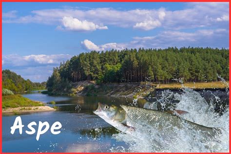 Aspe Plongez Dans Le Monde Fascinant De Ce Poisson Cyprinidé