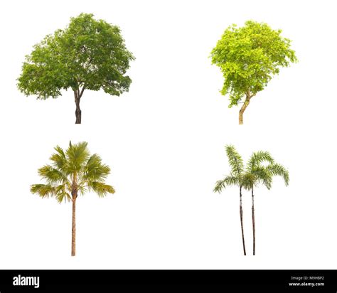 Tree Isolated On White Background Collection Of Tree Isolated Stock Photo Alamy