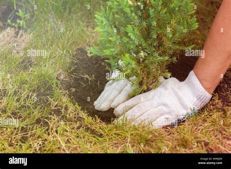 Planting A Tree Hi Res Stock Photography And Images Alamy
