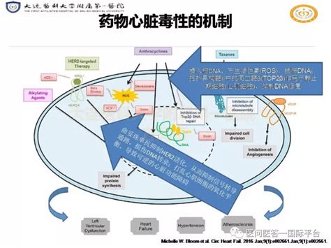 方凤奇抗HER2治疗药物的心脏安全性研究进展 知乎